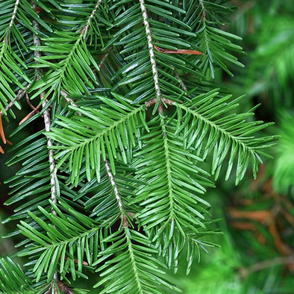 Fir Balsam Concrete & Absolute - Abies Balsamea - Canadian | Cedarome