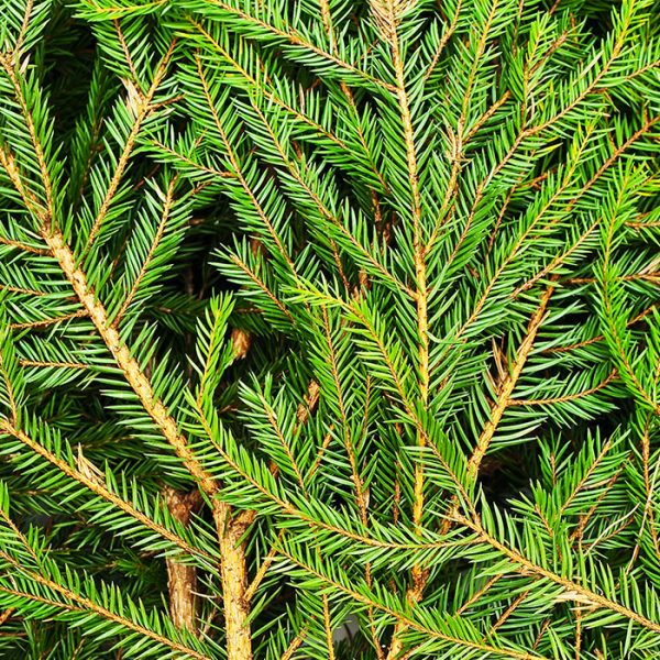 Fir Balsam Oil - Abies Balsamea - Canadian Naturals | Cedarome