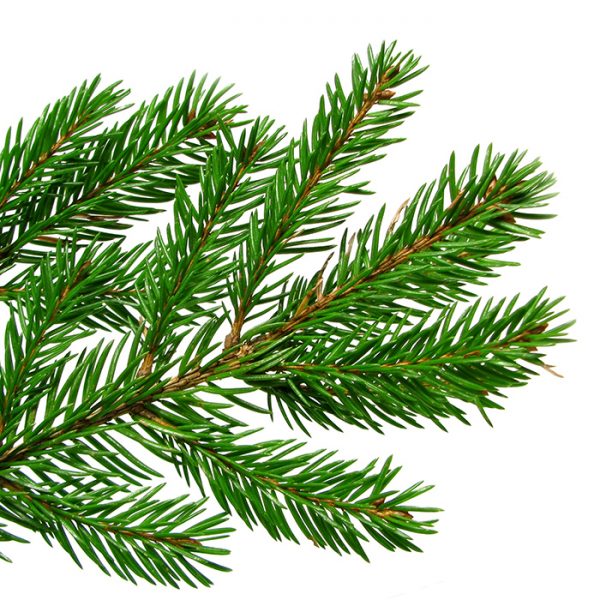 Fir Balsam Concrete & Absolute - Abies Balsamea - Canadian | Cedarome