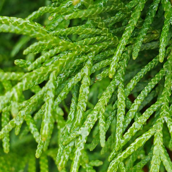 Western Red Cedar Oil - Thuja plicata - Canadian Naturals | Cedarome