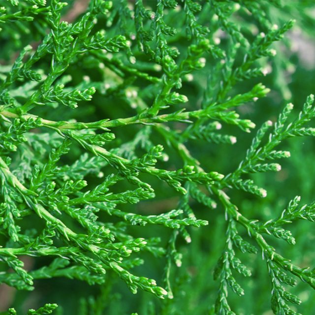 Cèdre rouge de l’Ouest - Huile - Cedarome