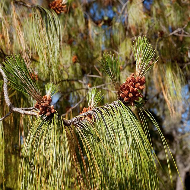Red Pine Oil - Pinus resinosa - Canadian Naturals | Cedarome