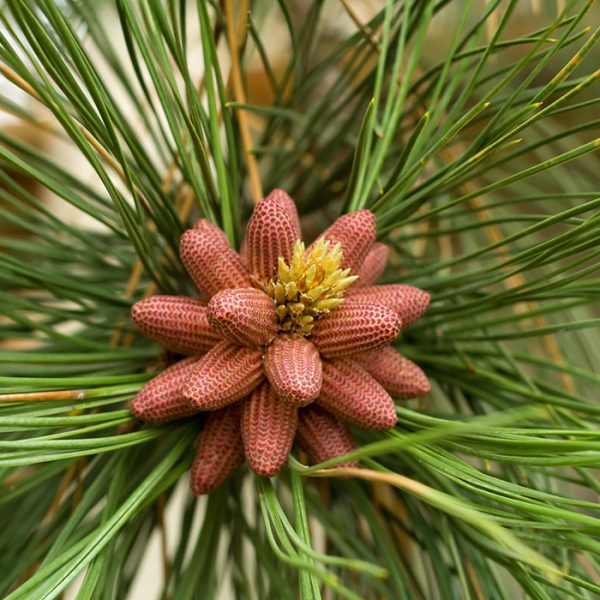 Red Pine Oil - Pinus resinosa - Canadian Naturals | Cedarome