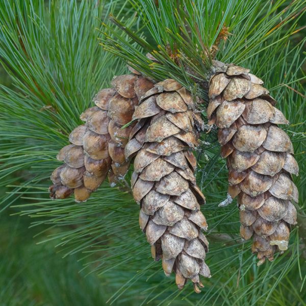 White Pine Oil - Pinus Strobus - Canadian Naturals | Cedarome