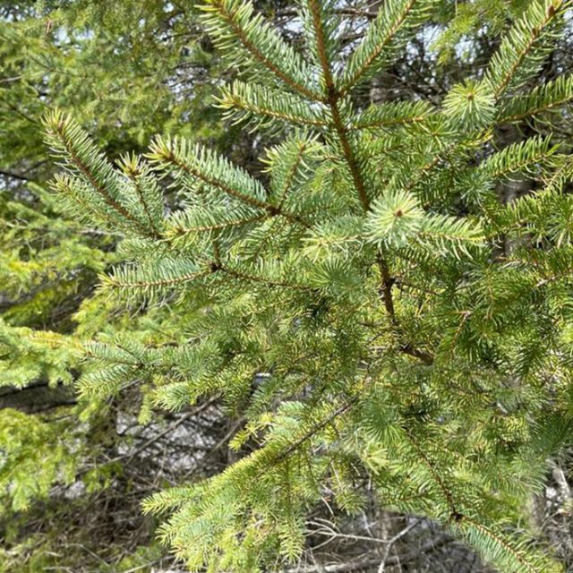 White Spruce Oil - Picea glauca - Canadian Naturals | Cedarome